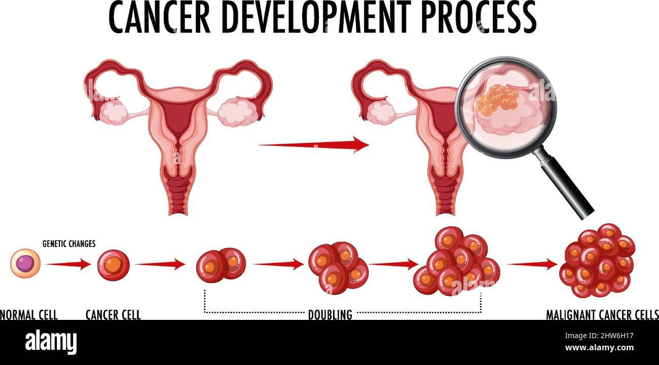 Human embryonic development in human infographic illustration Stock ...