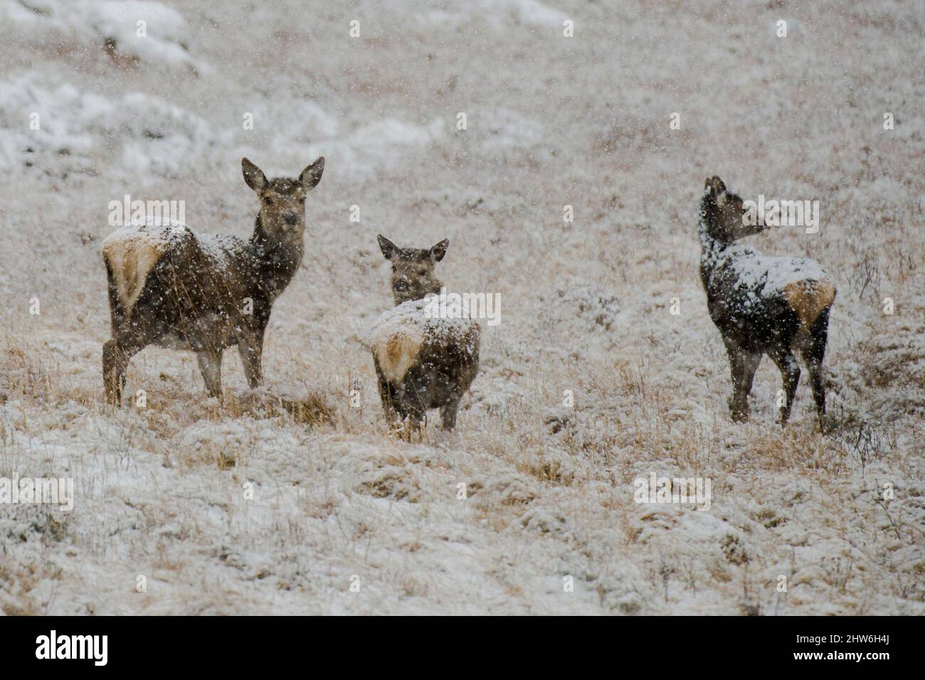 A stag and Roe's walks in the snow near the A87 as parts of Scotland ...