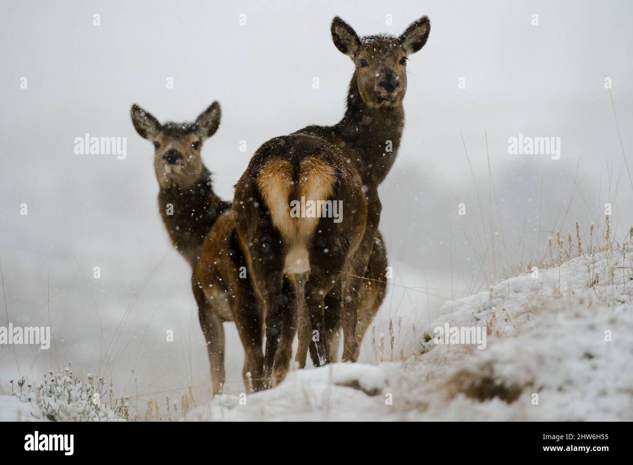 A stag and Roe's walks in the snow near the A87 as parts of Scotland ...
