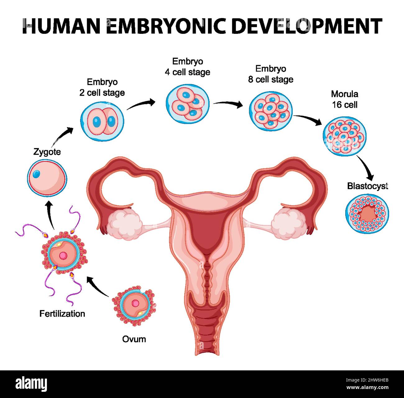 Human embryonic development in human infographic illustration Stock ...