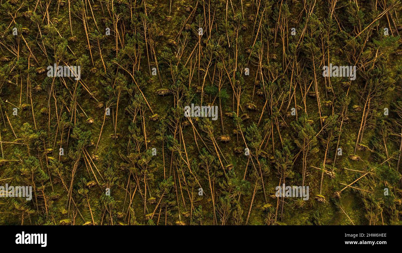 Aerial views reveal the devastation at John Muir Country Park in Dunbar ...
