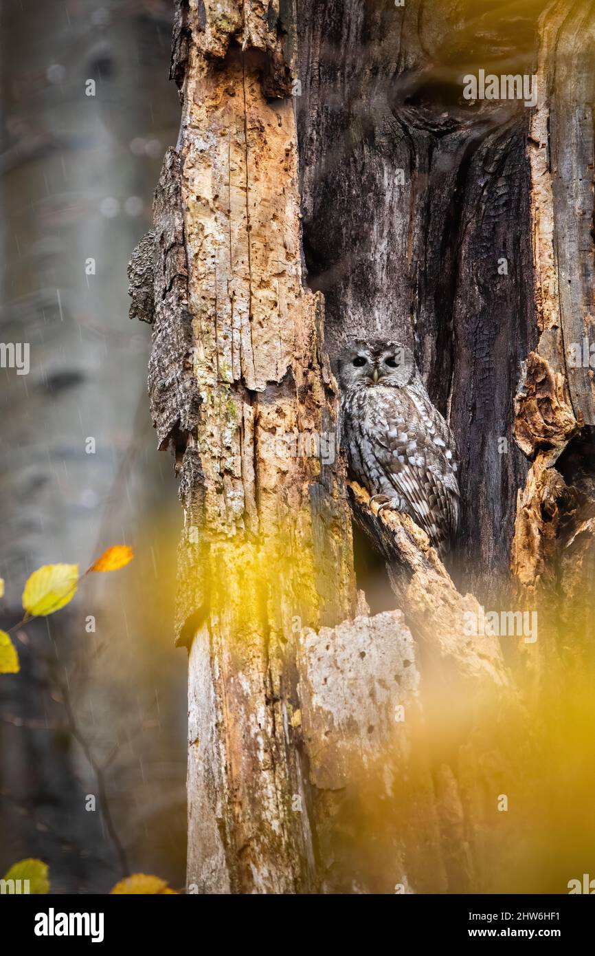 Tawny owl hiding in hallow of tree in autumn nature Stock Photo - Alamy