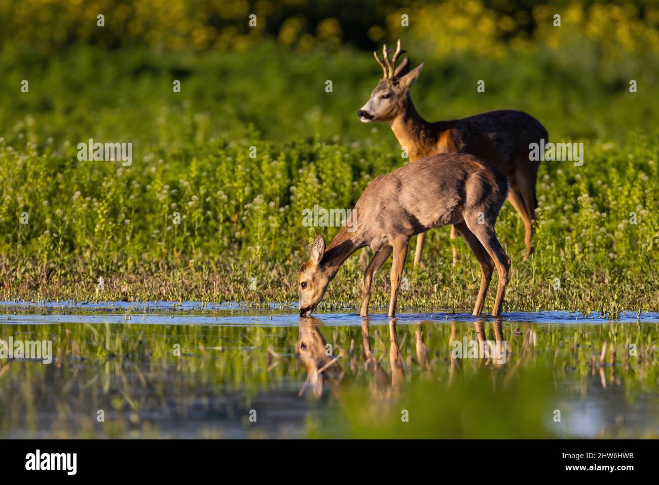 Two roe deer standing on field in warm spring sunlight Stock Photo - Alamy