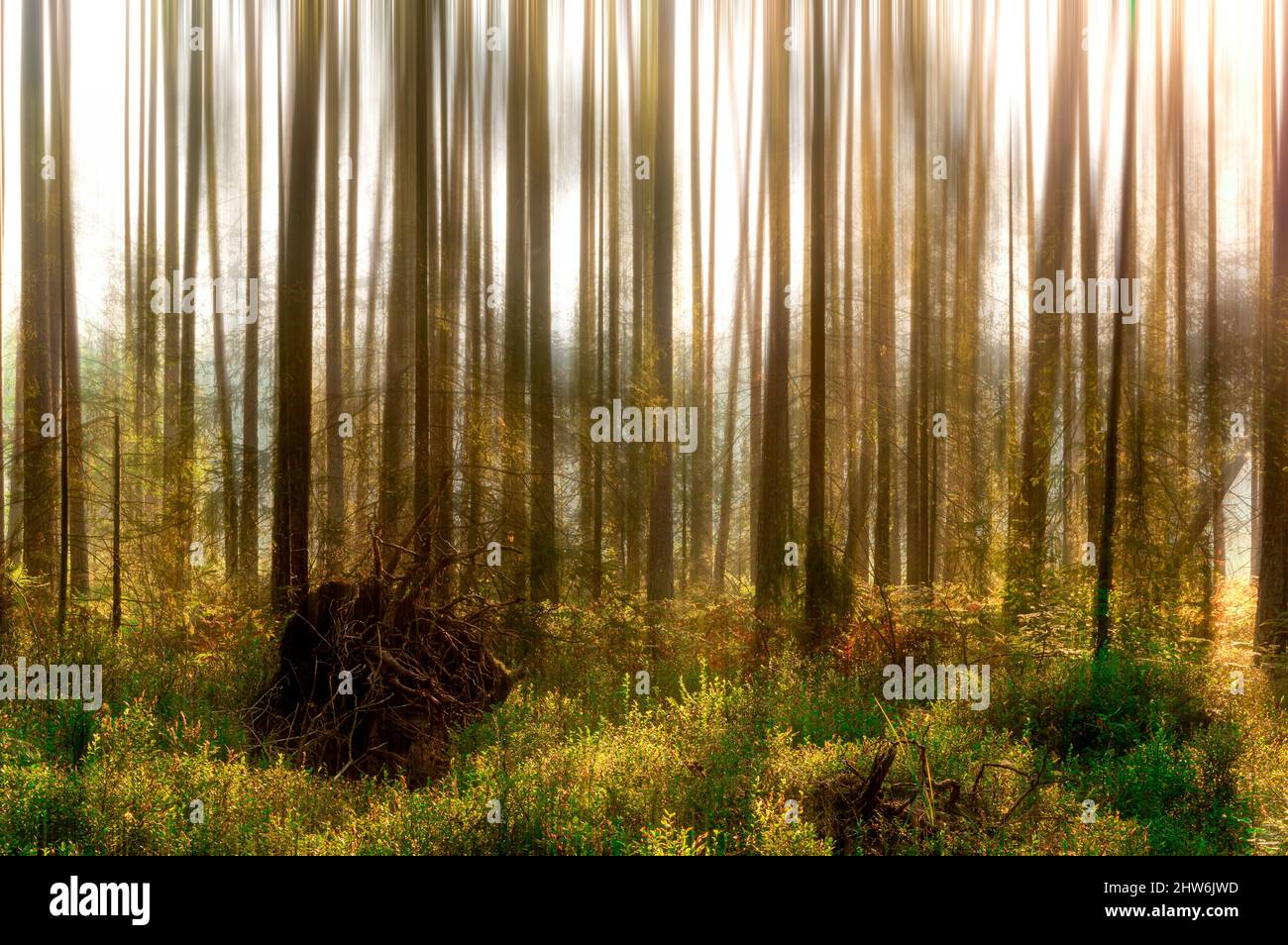 Blurry summer landscape. The dense vegetation in the forest Stock Photo ...