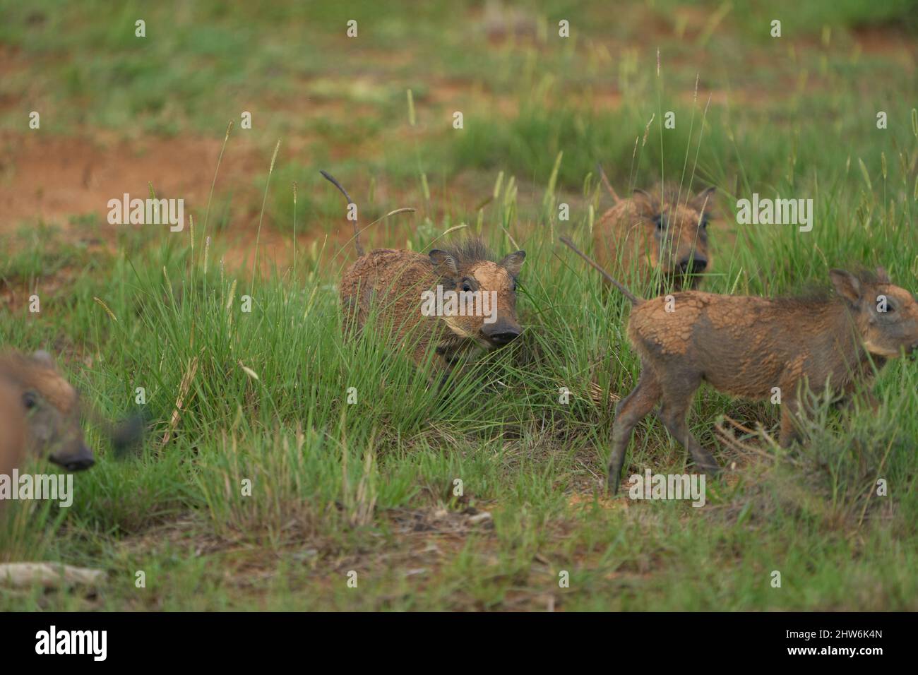 Few wild boars in nature at sunlight Stock Photo - Alamy