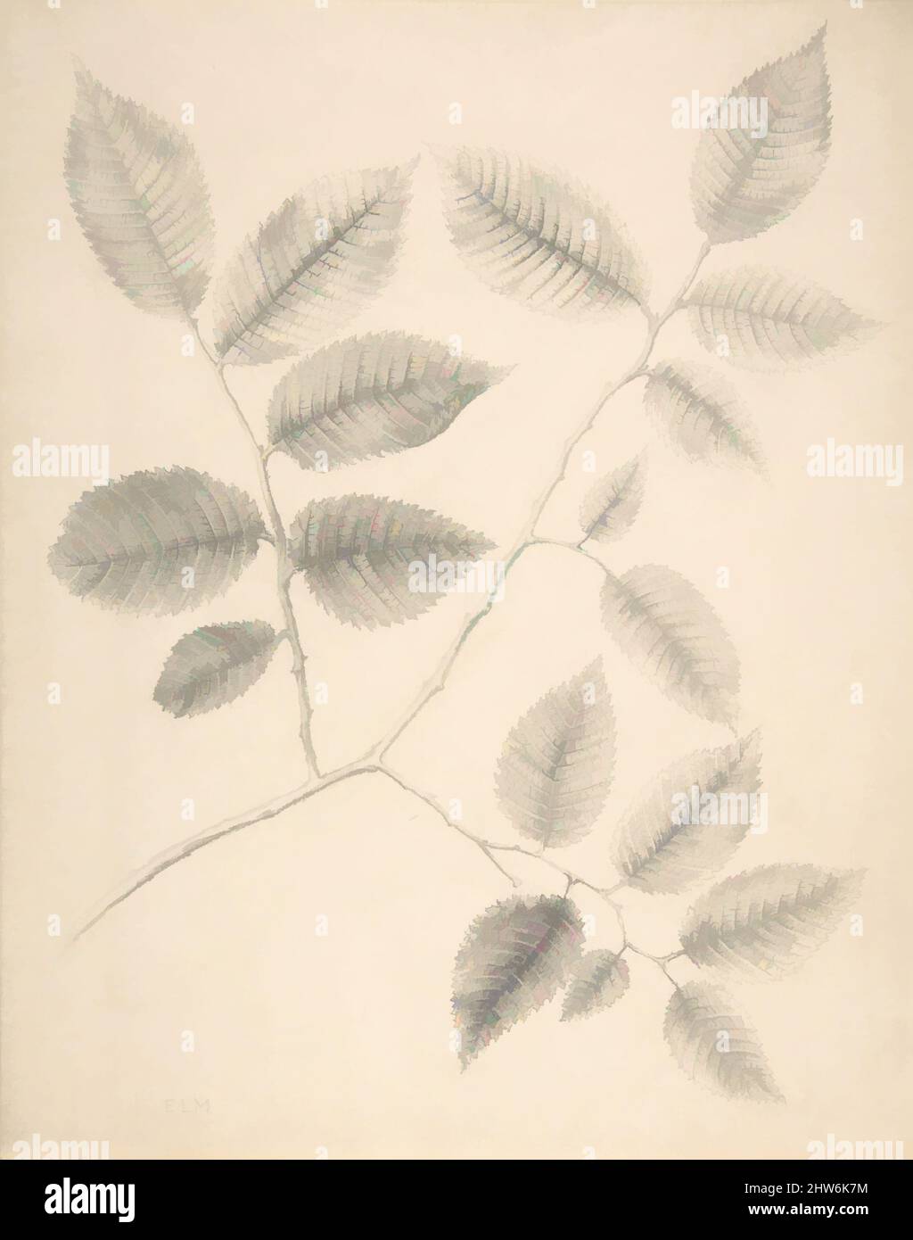 Art inspired by Elm Leaves, 19th century, Graphite, Sheet: 11 7/8 × 9 7 ...