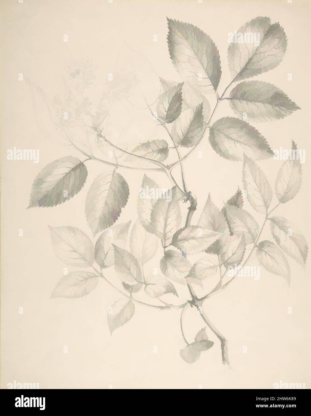 Art inspired by Leaves and Flowers, 19th century, Graphite, Sheet: 11 ...