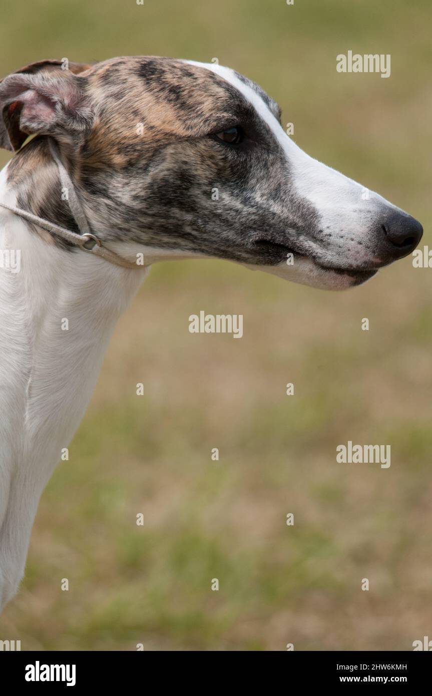 Brindle and white bog portrait Stock Photo - Alamy