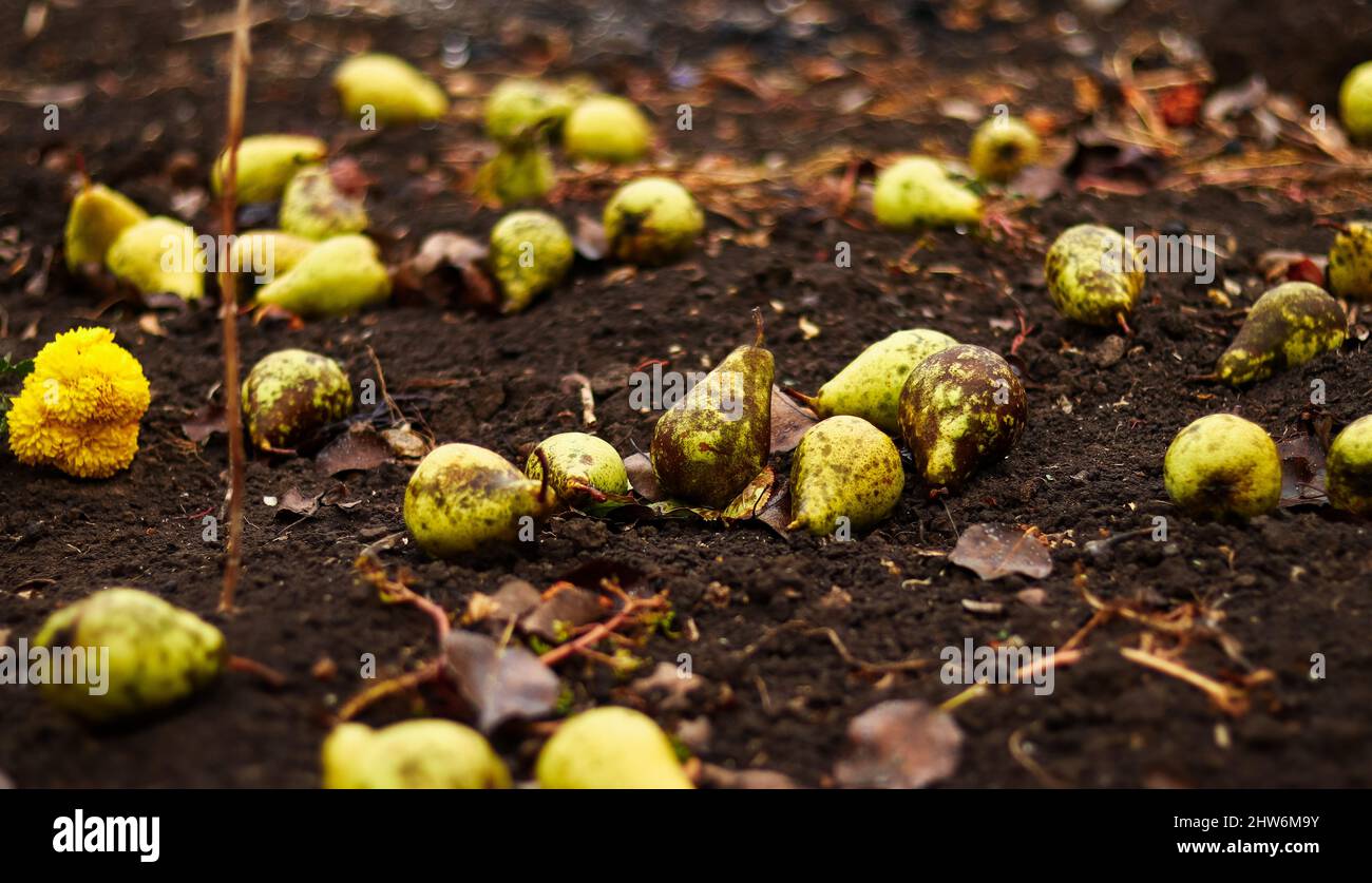 Rotten pear hi-res stock photography and images - Alamy