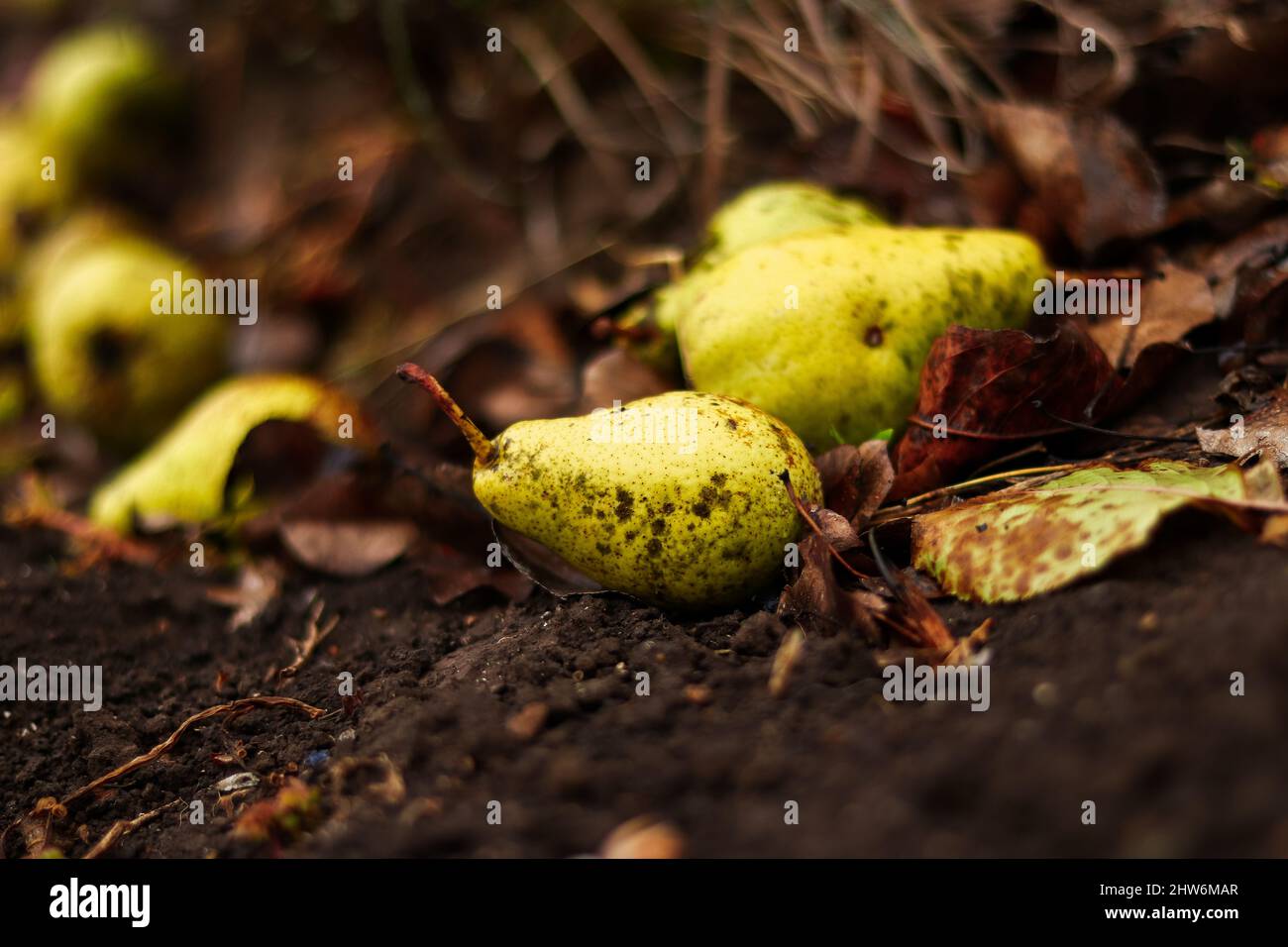 Rotten pear hi-res stock photography and images - Alamy