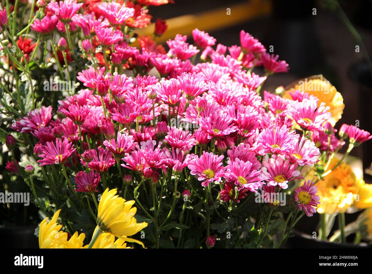 Chondro mollika hi-res stock photography and images - Alamy