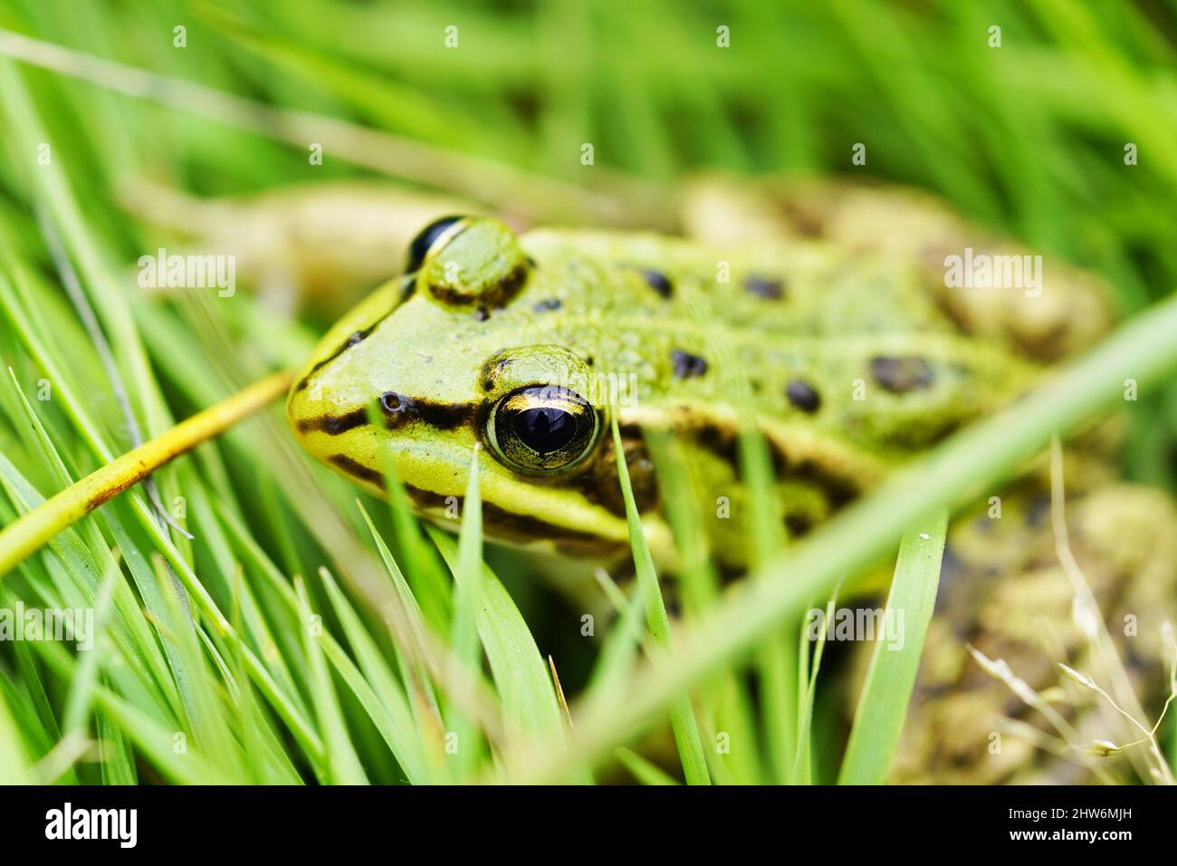 Closeup of a green pond frog with black stripes and spots sitting in ...