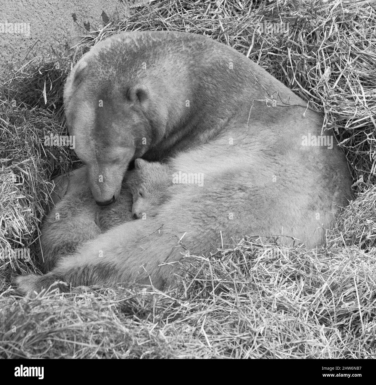 Pipaluk the polar bear cub ventures out of his private den on to the ...