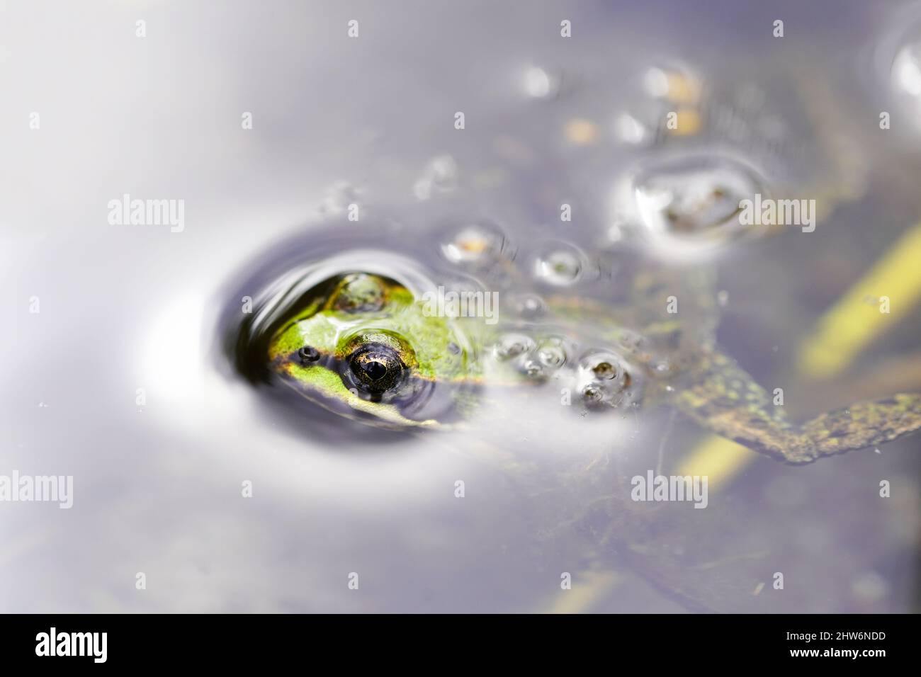Frog leaping pond hi-res stock photography and images - Alamy
