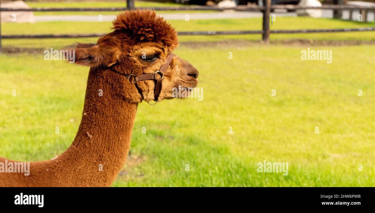 A brown Alpaca head, in panorama. In a green field with flowers. Wooden ...
