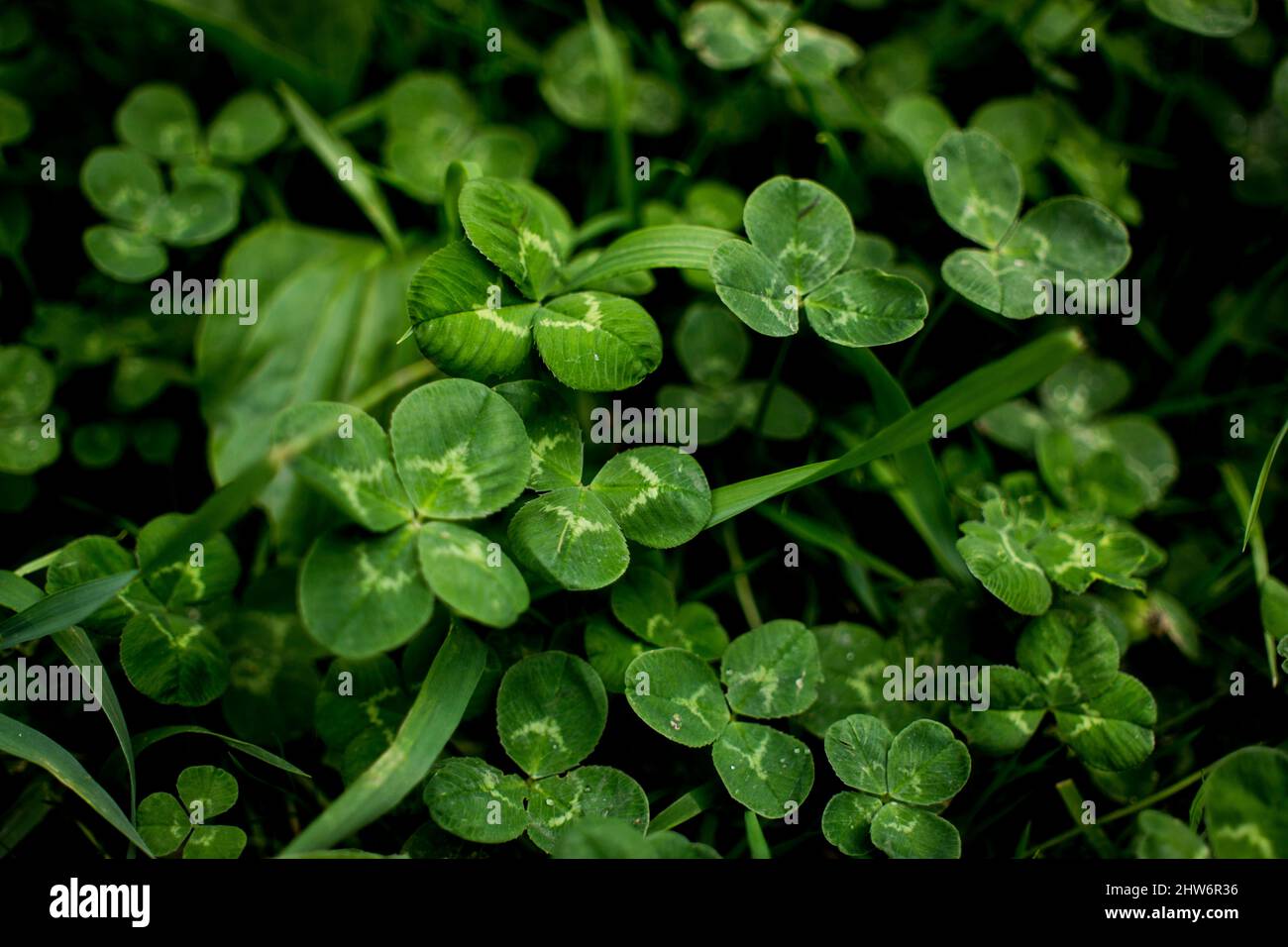 green clover leaves background with some parts in focus Stock Photo - Alamy