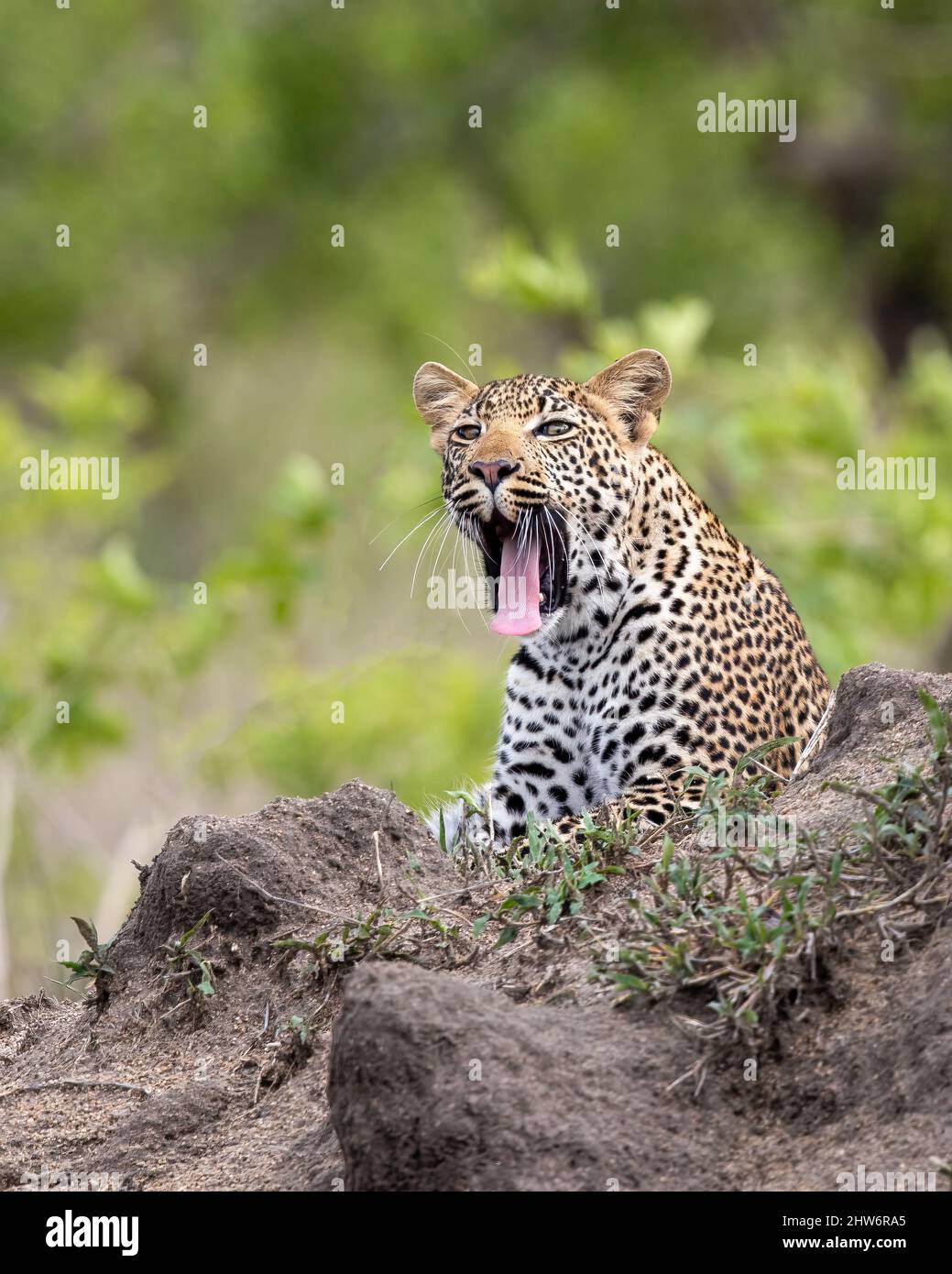 Leopard open mouth hi-res stock photography and images - Alamy