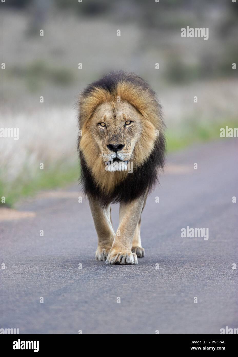 Black maned lion hi-res stock photography and images - Alamy