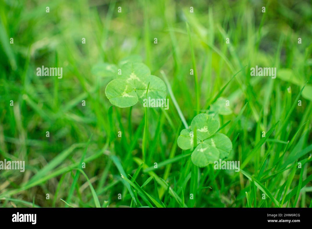 green clover leaves background with some parts in focus Stock Photo - Alamy