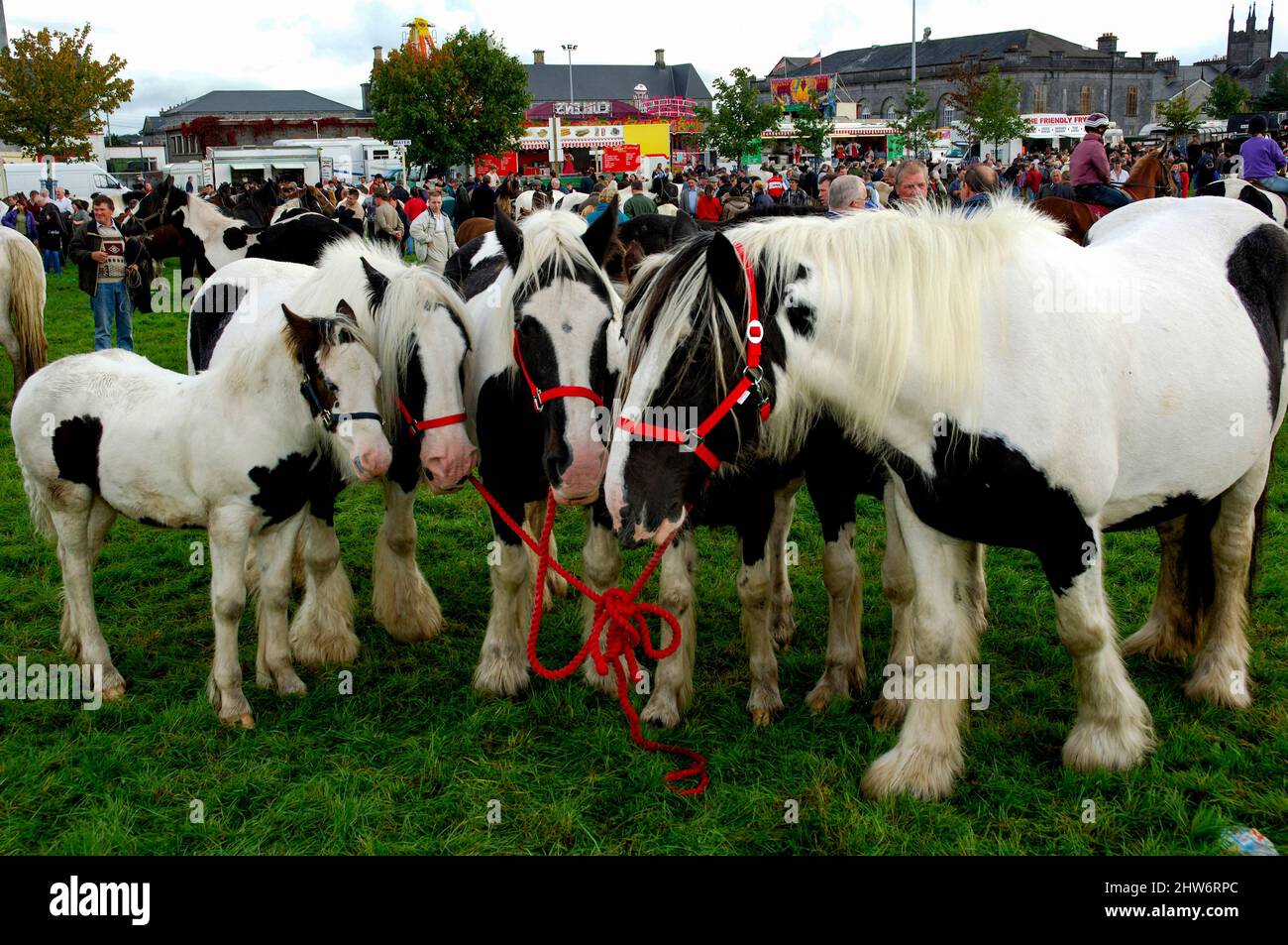 Ballinasloe Horse Fair, County Galway, Ireland Stock Photo - Alamy
