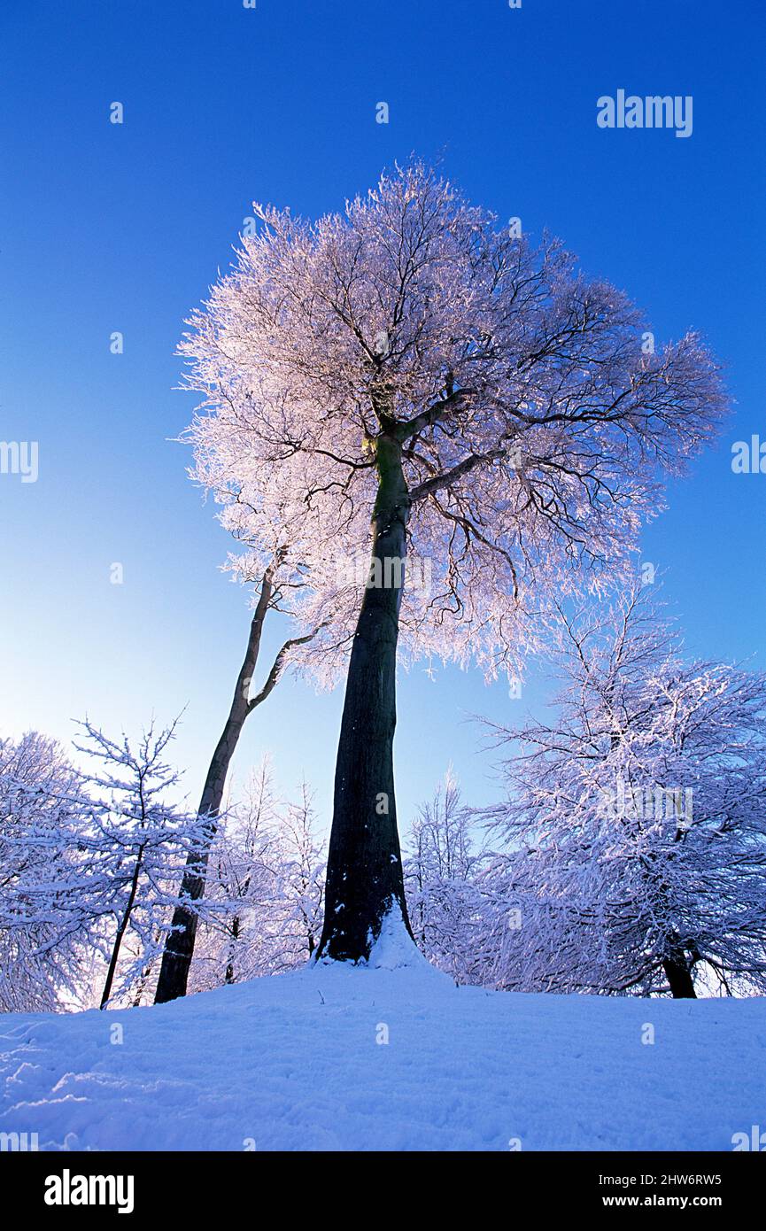 A beech tree covered in frost and snow on a beautiful winters day Stock ...