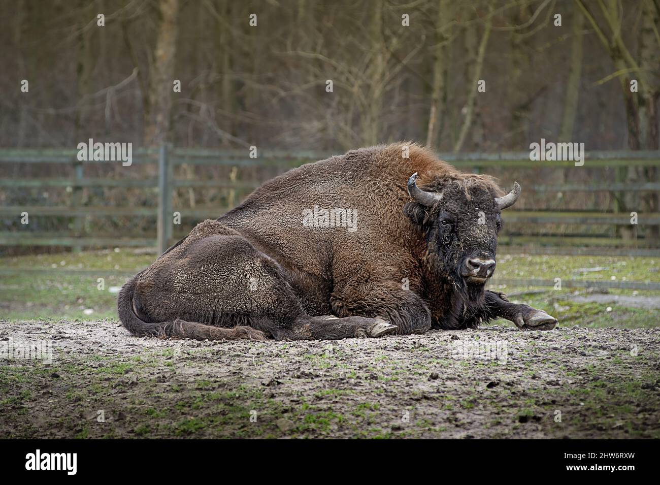 Big brown European bison lying on the ground in a farm Stock Photo - Alamy
