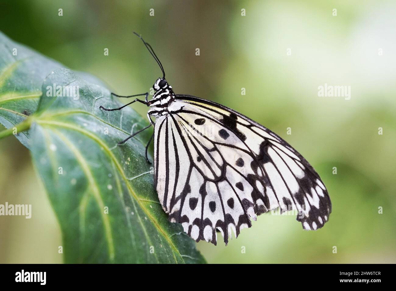 Pretty black and white Large tree nymph butterfly (Idea leuconoe ...