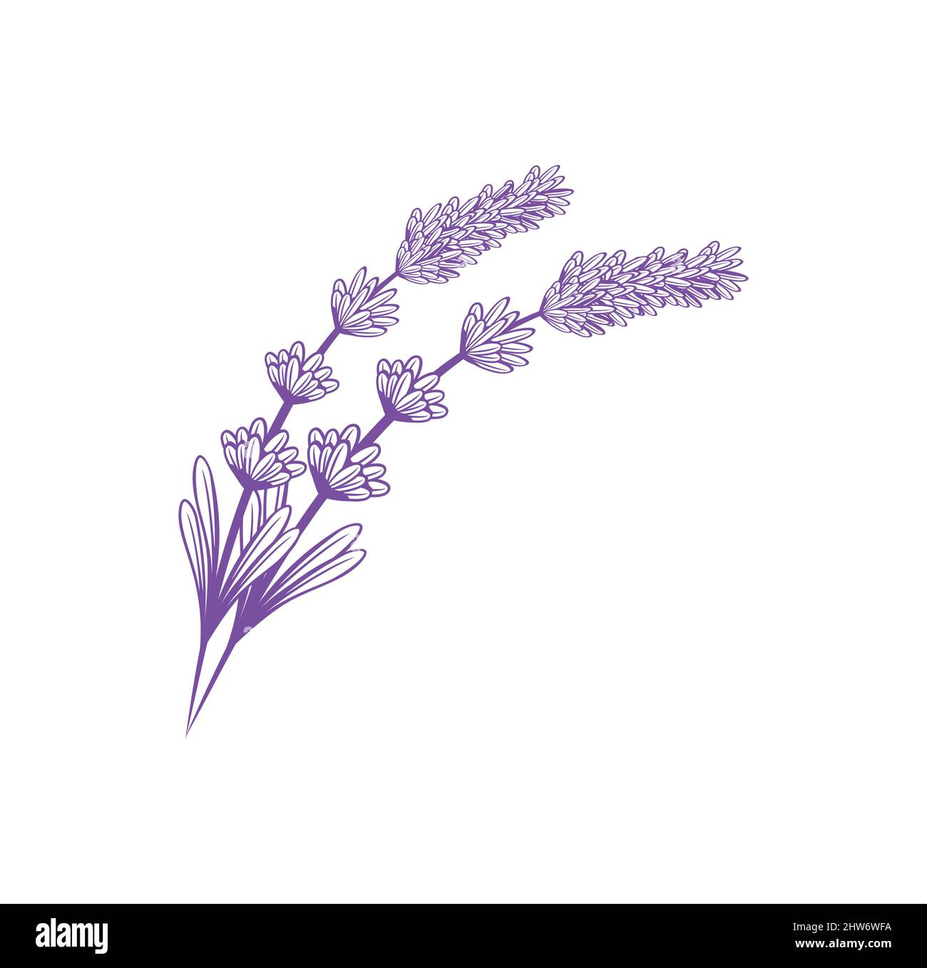 Lavender flower design illustration vector eps format , suitable for ...