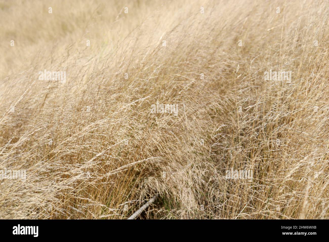 Field of dried grasses Stock Photo - Alamy