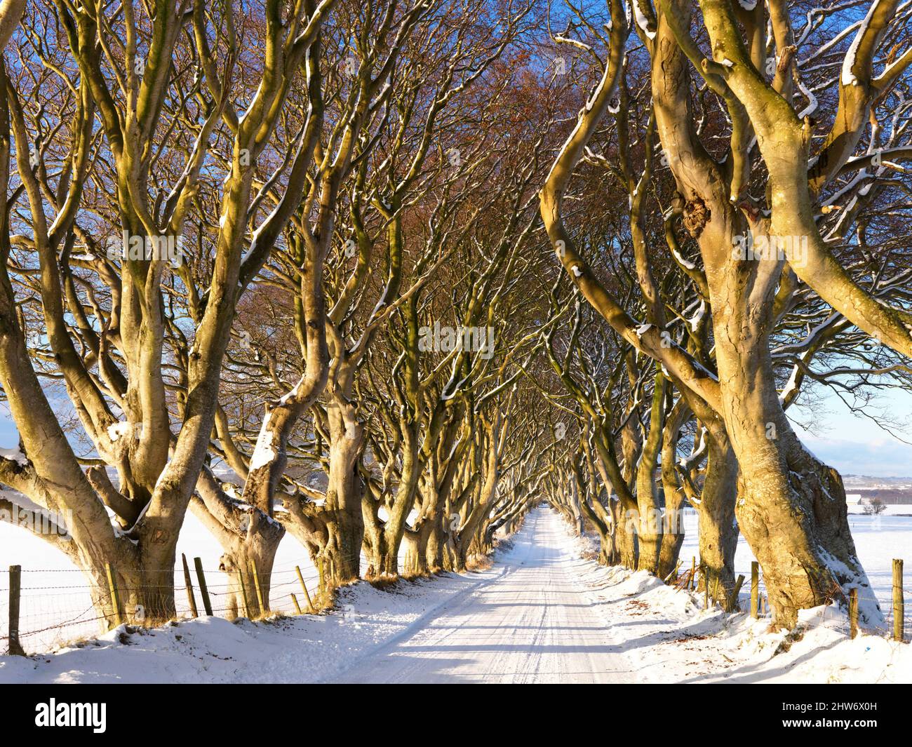 Snow dark hedges hi-res stock photography and images - Alamy