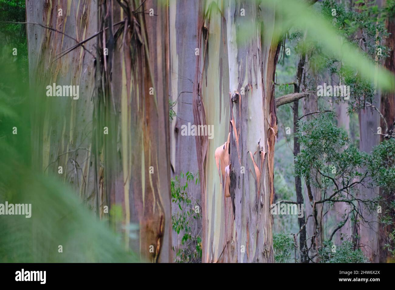 Swamp gum tree hi-res stock photography and images - Alamy