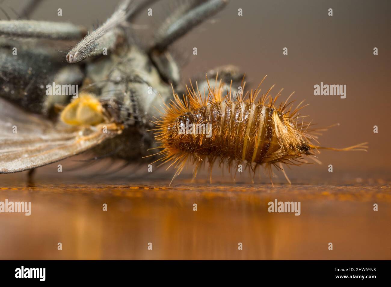 Museum beetle larva (Anthrenus museorum) investigating a dead fly Stock ...