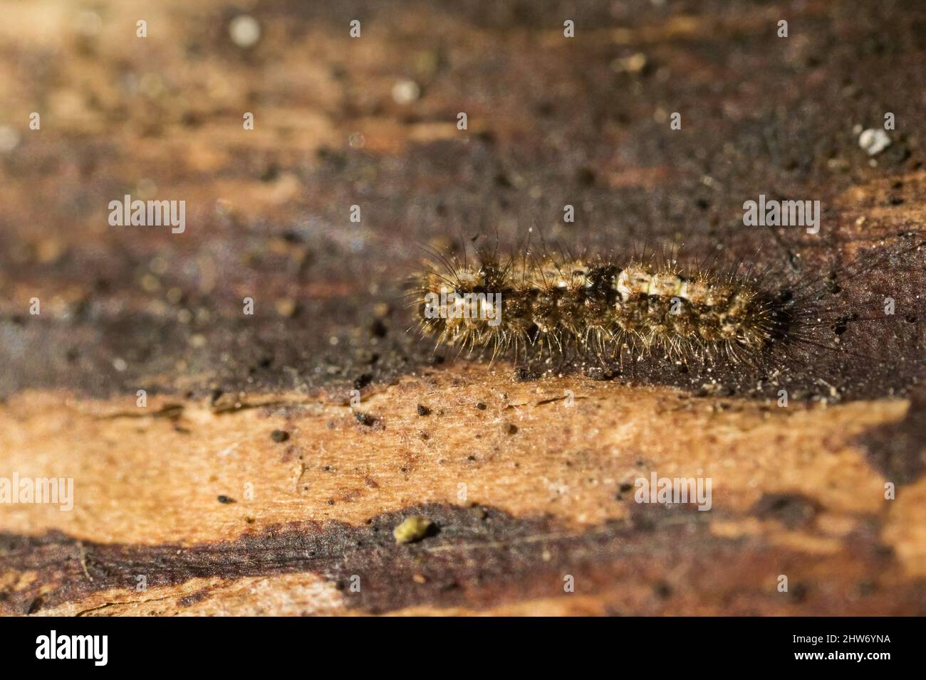 Buff footman larva (Eilema depressum) overwintering under tree bark ...