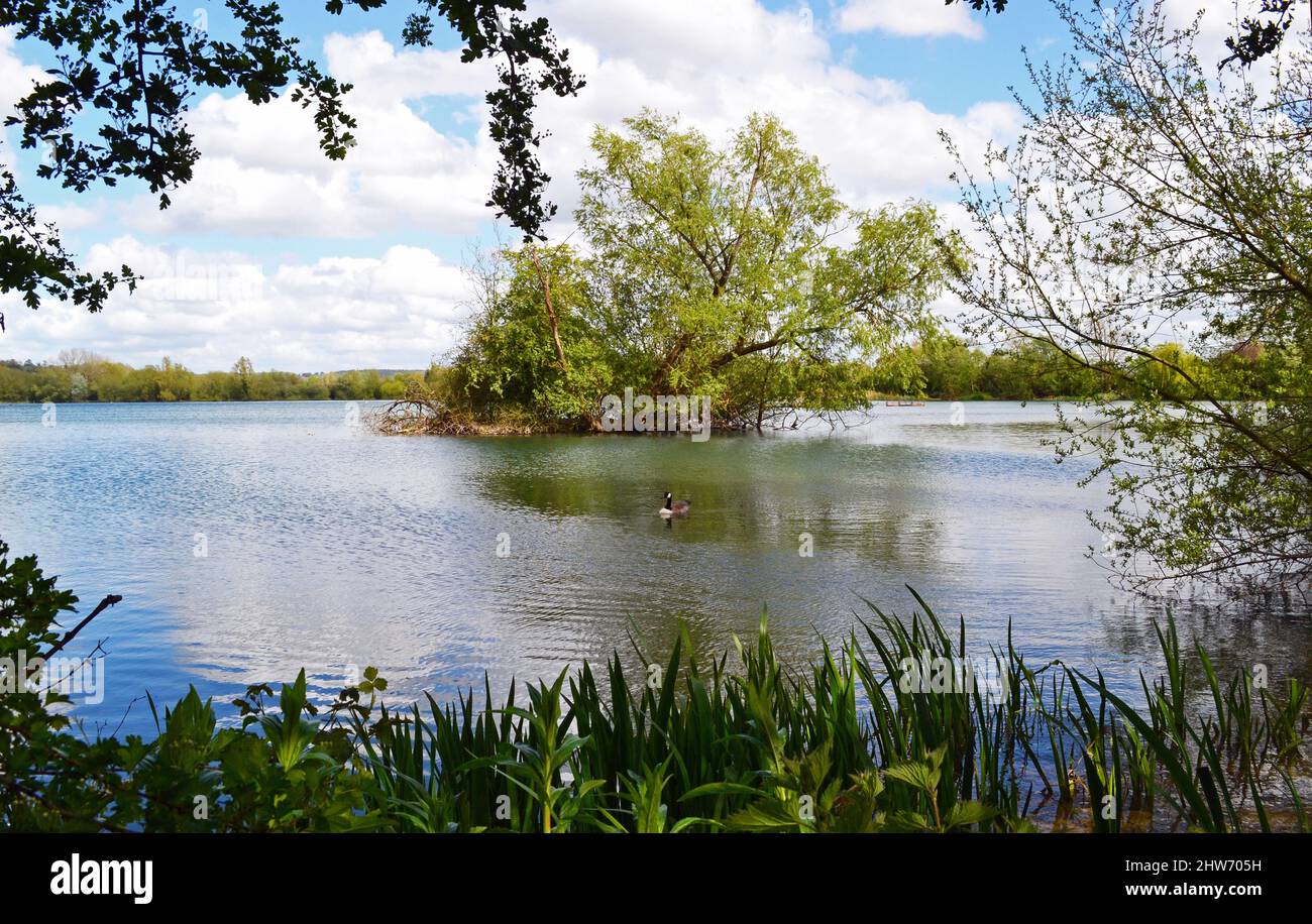 Spade Oak Nature Reserve, Bourne End, Buckinghamshire, England, UK ...