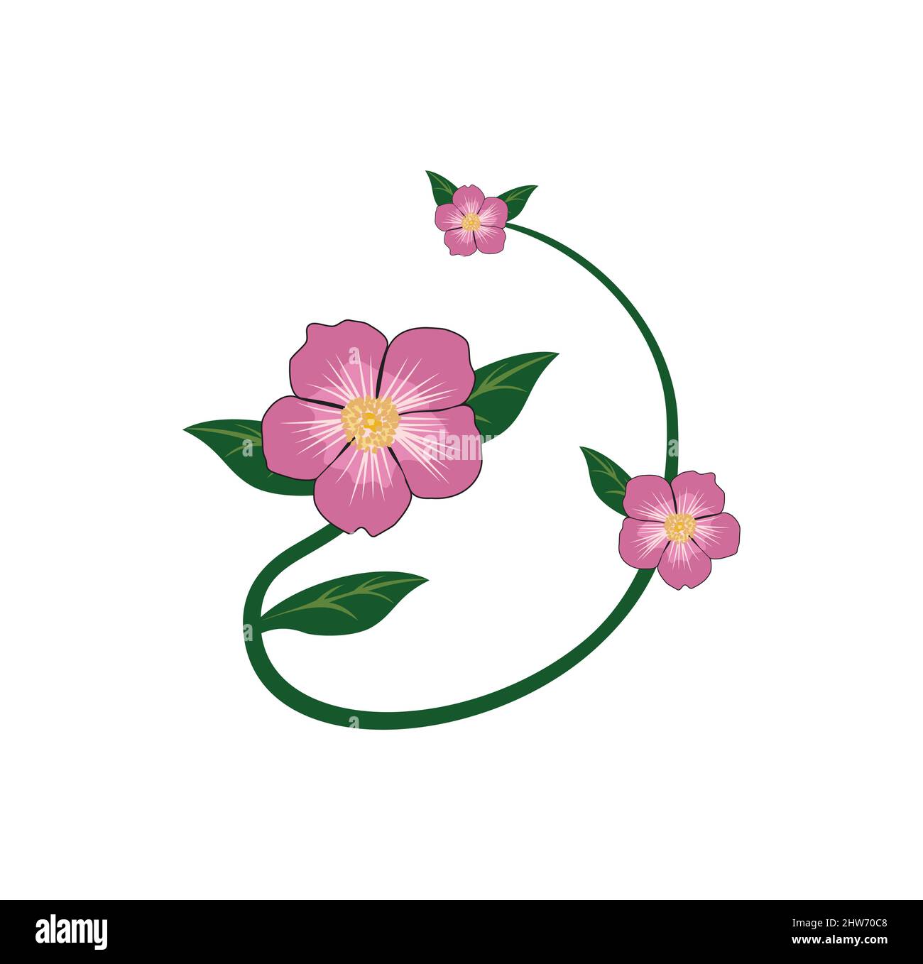Alberta wild rose Stock Vector Images - Alamy