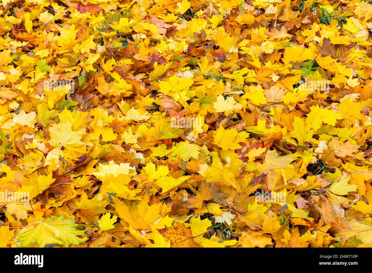 fallen autumn maple leaves on the ground full-frame background at ...