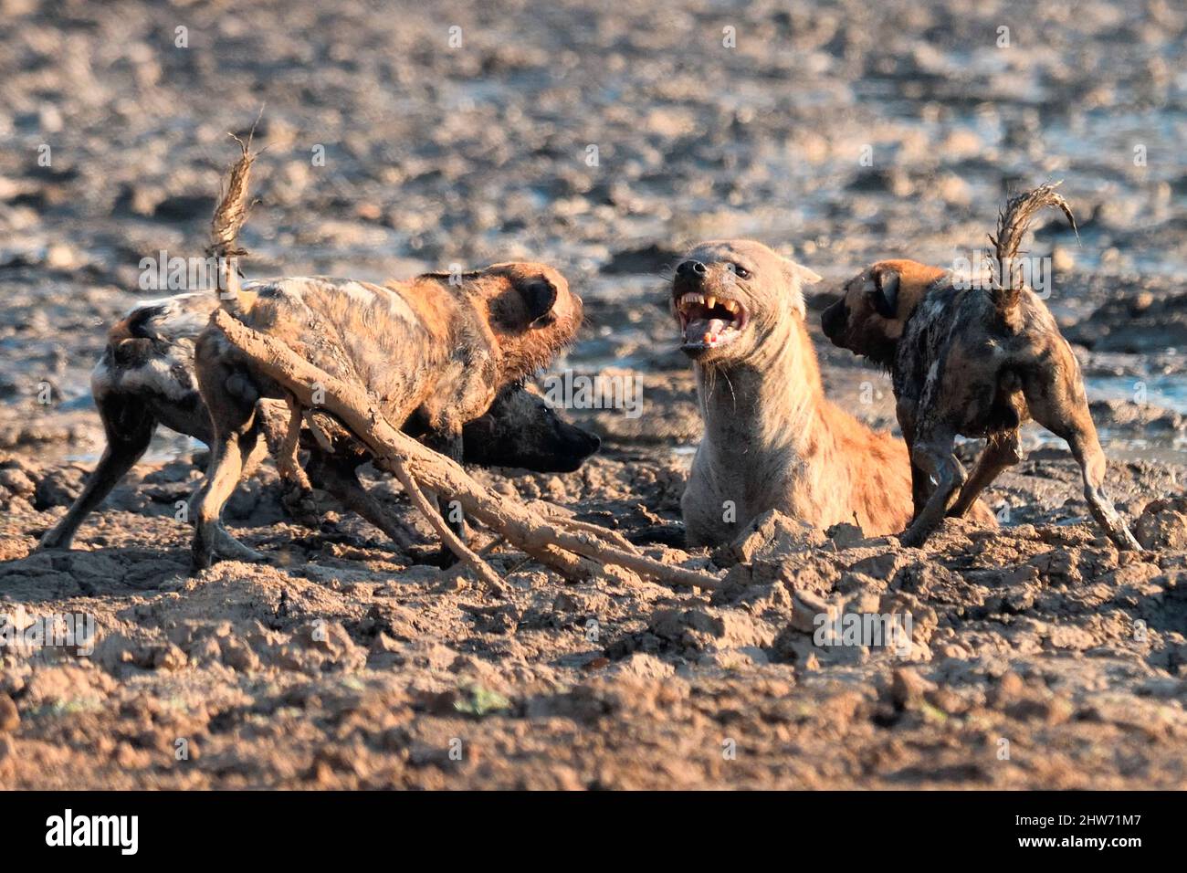 Wild Dog (Lycaon pictus) attacking a Spotted Hyena (Crocuta crocuta ...