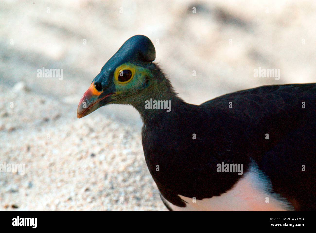 Maleo (Macrocephalon maleo) at nesting site, Central Sulawesi Stock ...