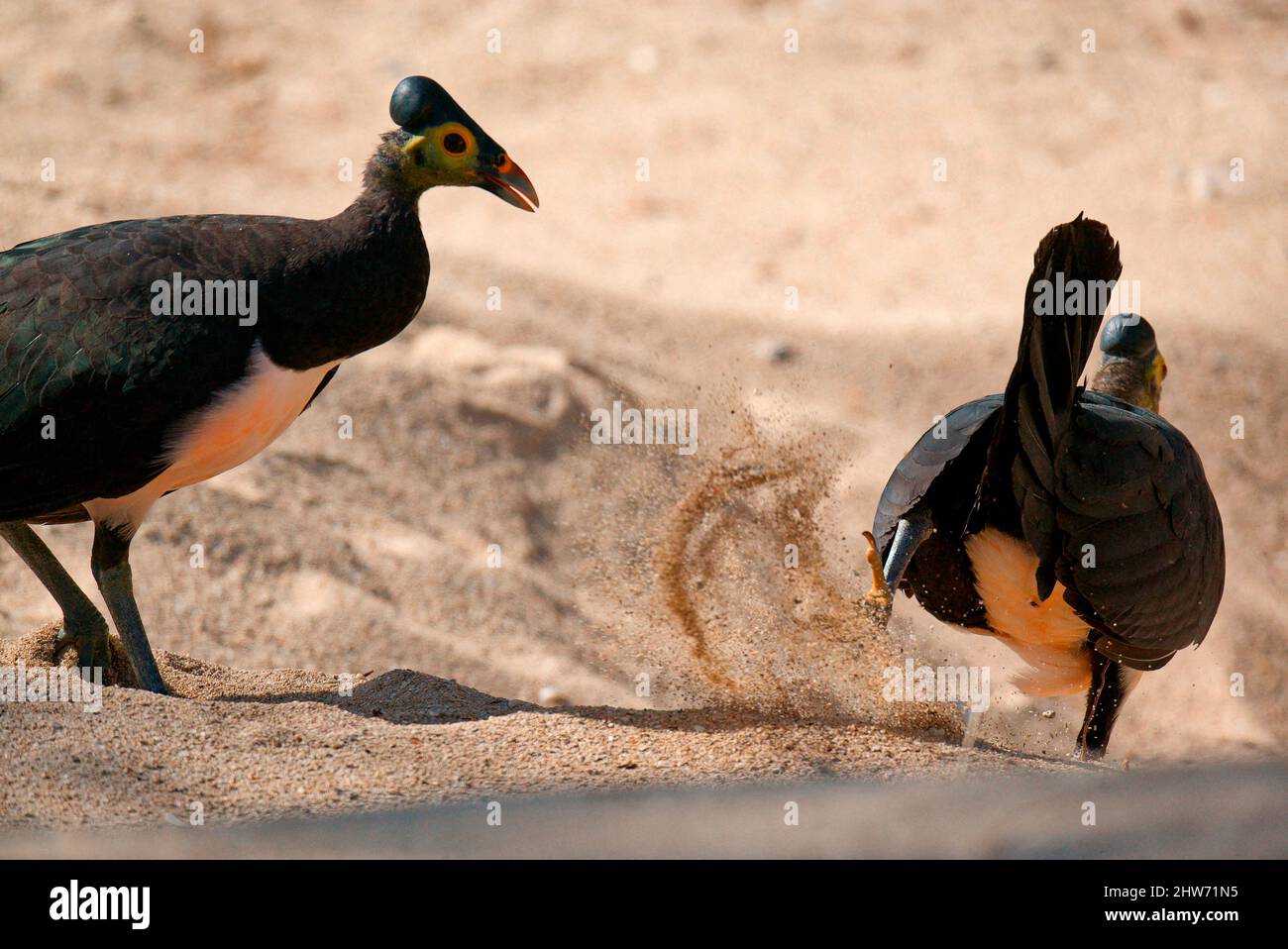 Maleo (Macrocephalon maleo) digging nesting site, Central Sulawesi ...