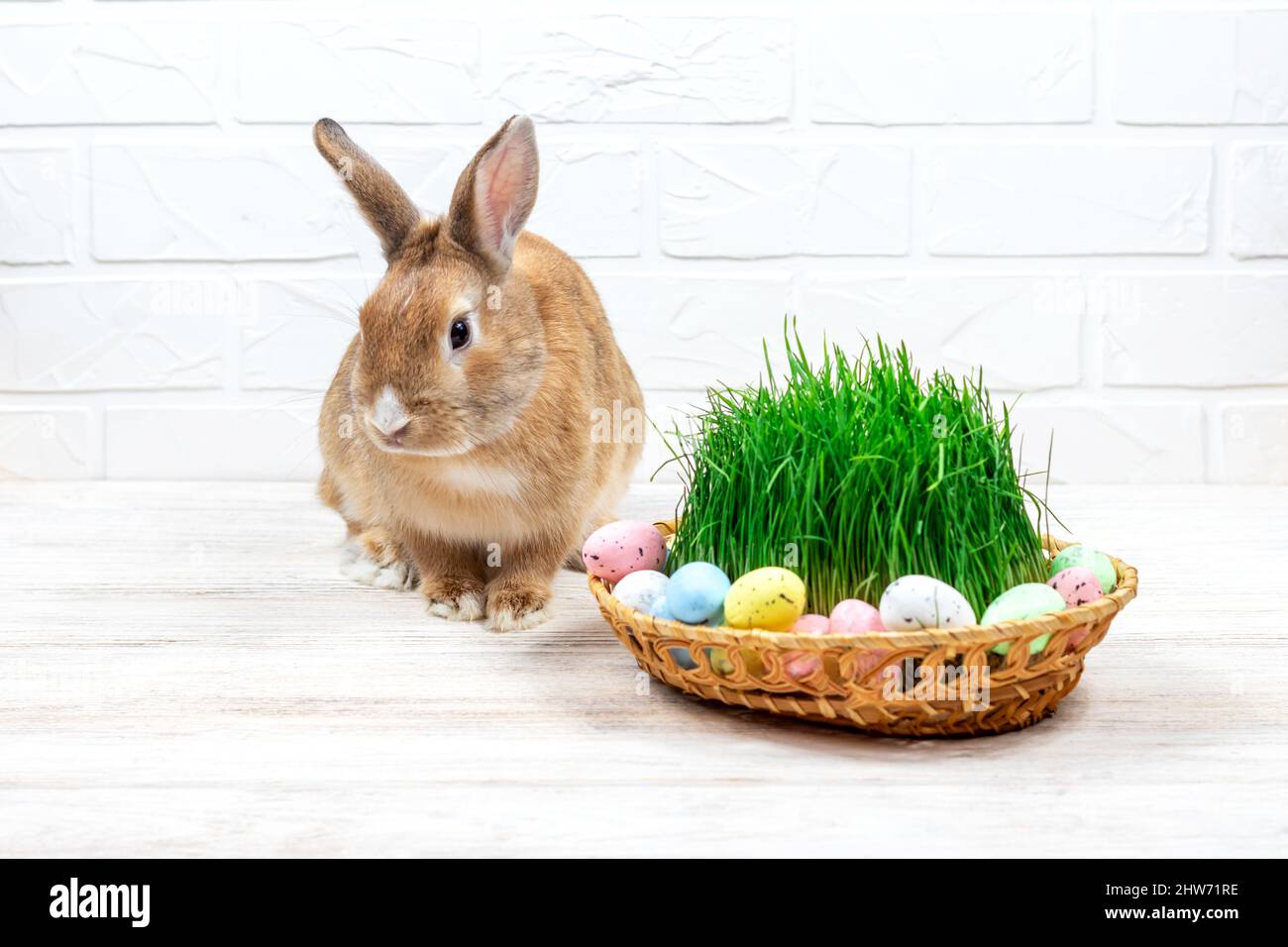 Fluffy easter bunny with colored easter eggs near green grass close-up ...