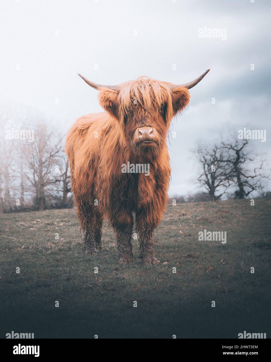 Beautiful hairy cattle with brown color Stock Photo - Alamy