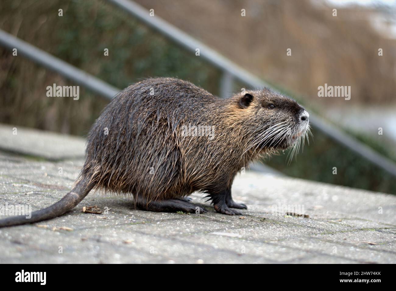 Closeup of a brown nutria sitting on a stone post against a blurry ...