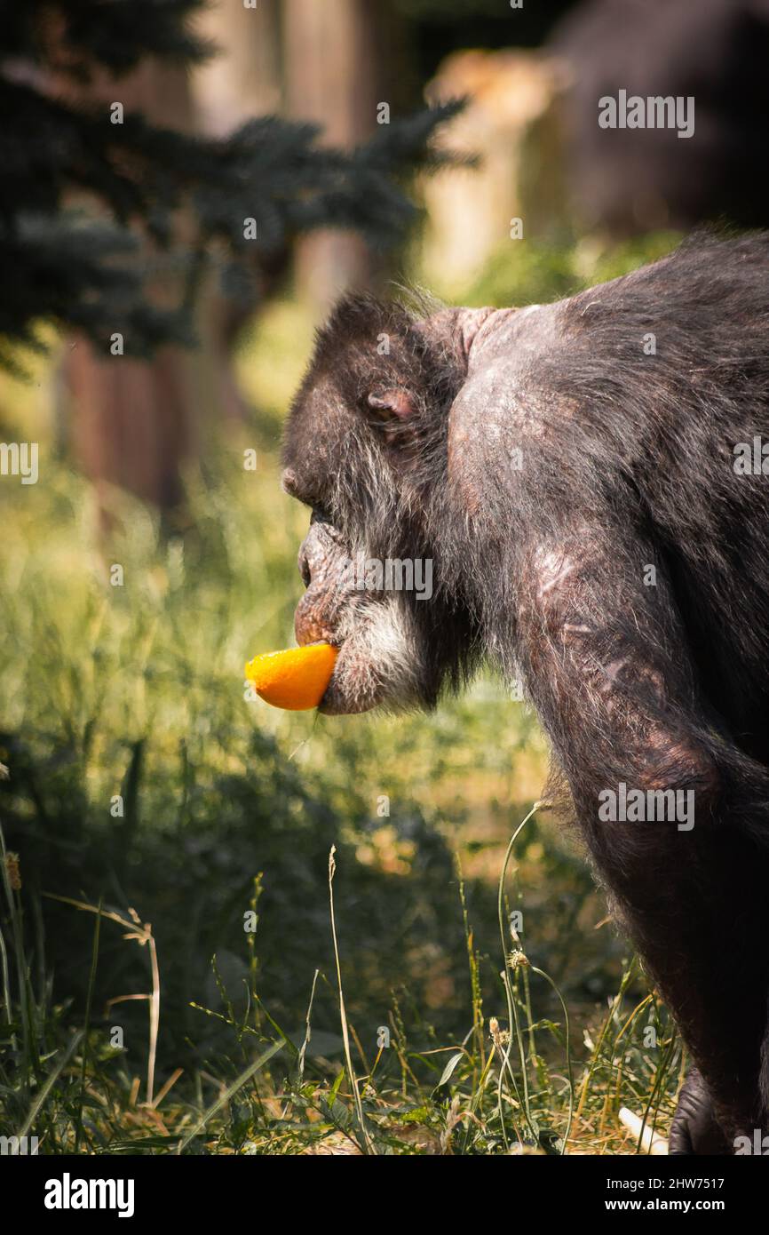 Big monkey eating an orange fruit in the jungle Stock Photo - Alamy