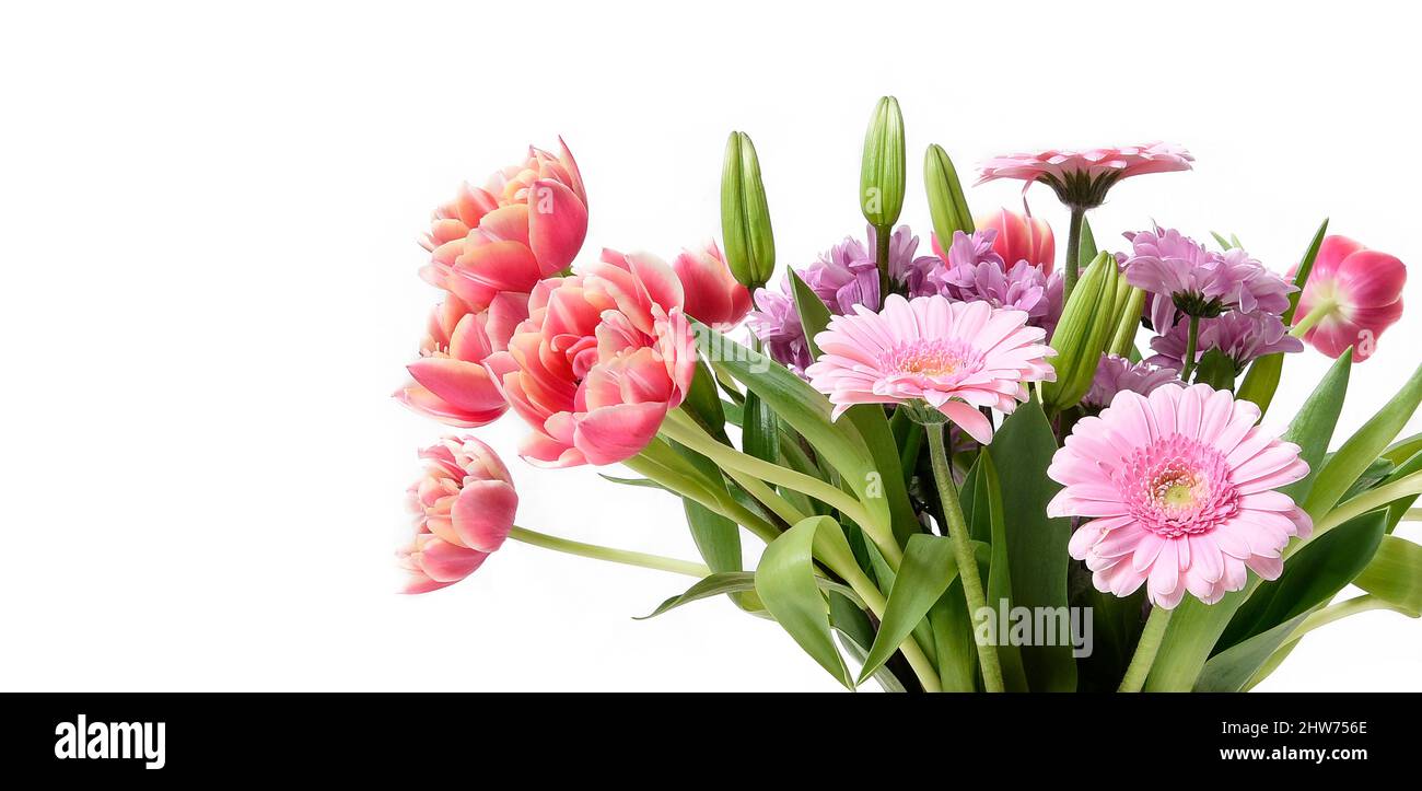 Composition with beautiful blooming Tulips and Barberton Daisy (Gerbera ...