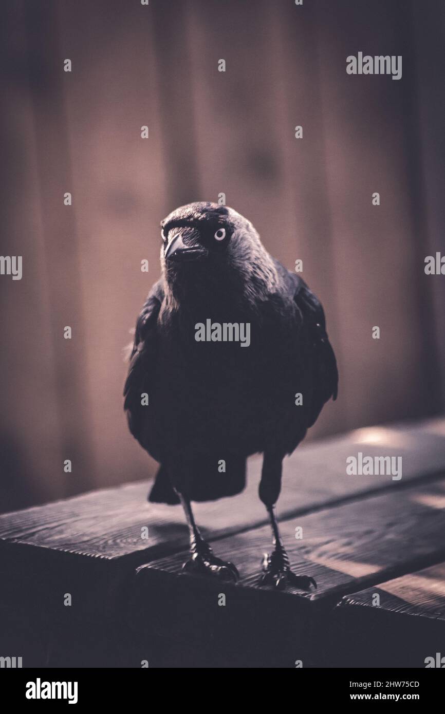Beautiful black Crow standing on a surface and looking Stock Photo - Alamy