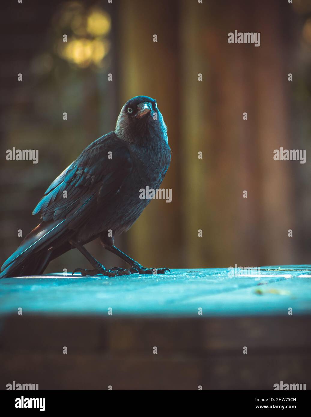 Beautiful black Crow standing on a surface and looking Stock Photo - Alamy