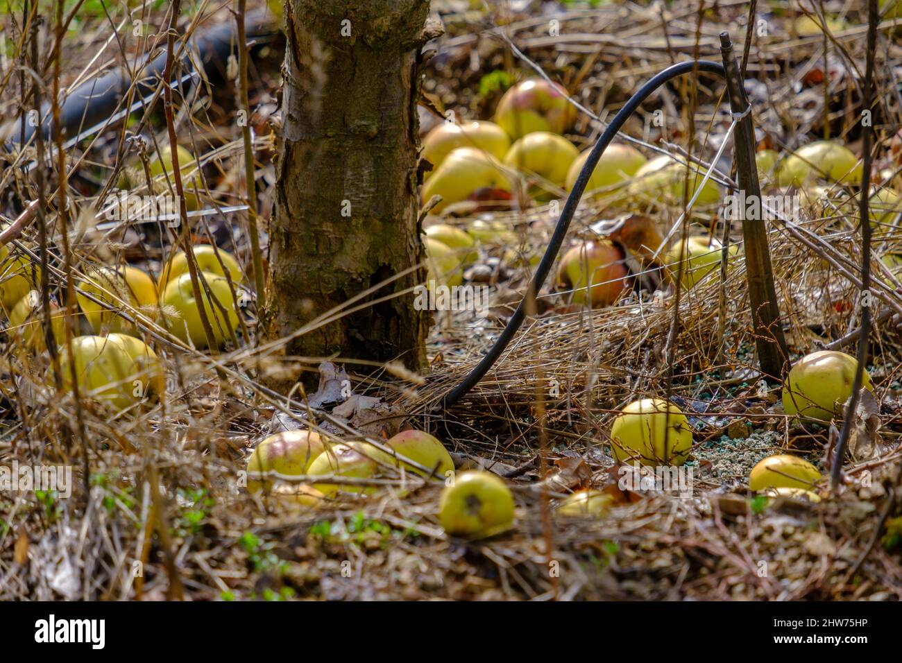 Fallen yellow apples by tthe trunk of a deciduous apple tree in a field ...