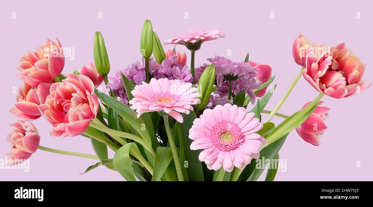 Composition with beautiful blooming Tulips and Barberton Daisy (Gerbera ...