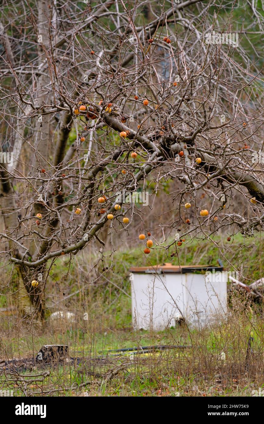 Deciduous apple trees with fallen leaves and a few remaining apples in ...