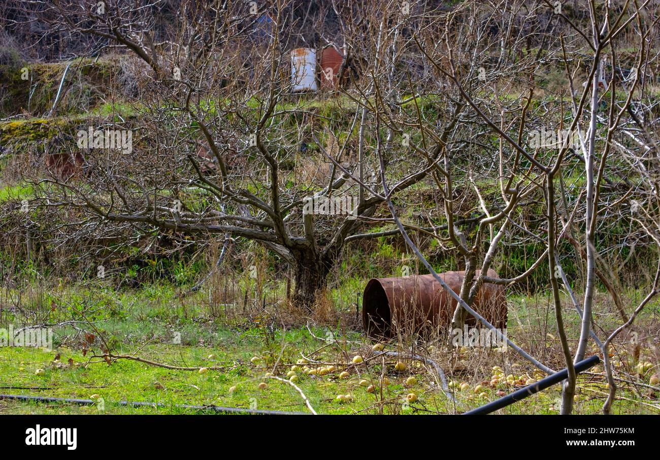 Deciduous apple trees with fallen leaves and fallen yellow apples in a ...